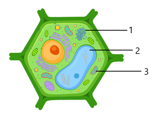Learning The Plant And Animal Cell Quiz Test